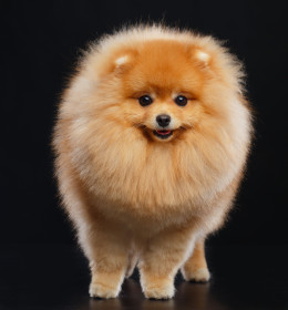 Pomeranian - Atlas psů | iFauna.cz