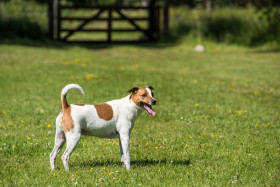 Dánsko-švédský farmářský pes - Atlas psů | iFauna.cz
